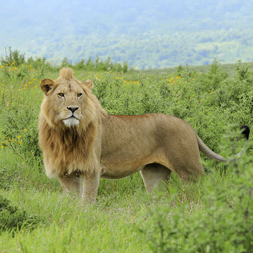 Ngorongoro Lions Conservation. We employ former Lion Hunters.