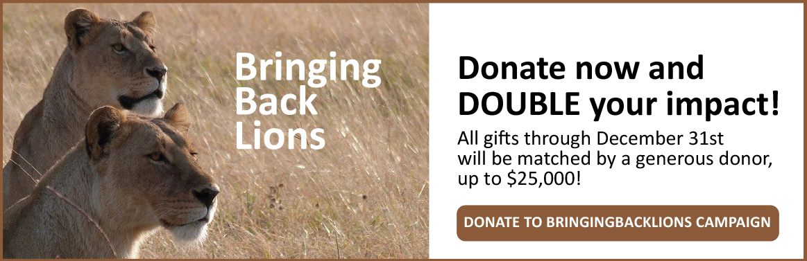 KopeLion. Bringing back lions through coexistence in Ngorongoro.