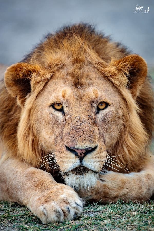 KopeLion – Where We Work